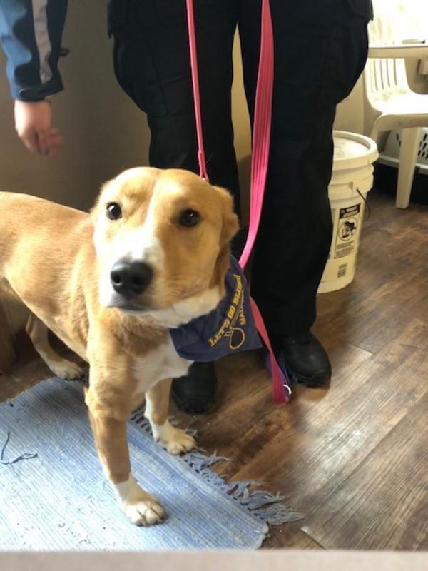 Jefferson County Animal Control Adoption Search Results