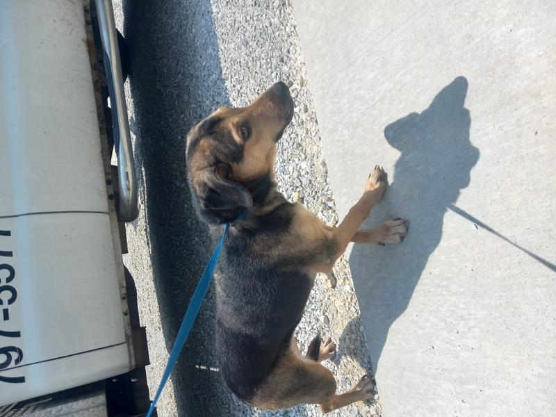 Jefferson County Animal Control Adoption Search Results