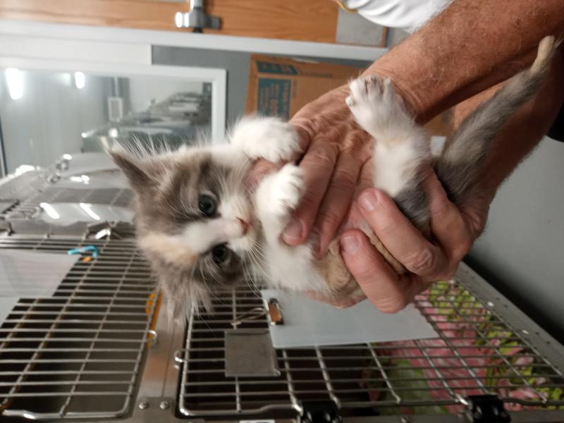 Jefferson County Animal Control Adoption Search Results