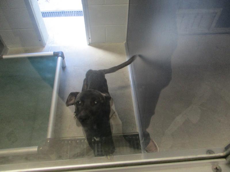 Jefferson County Animal Control Adoption Search Results