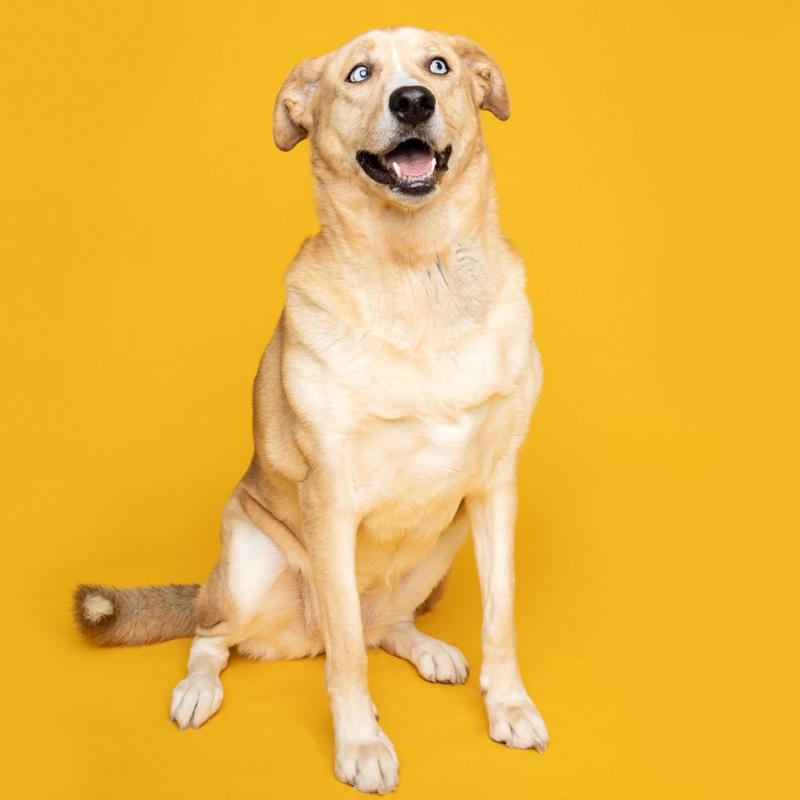 Jefferson County Animal Control Adoption Search Results