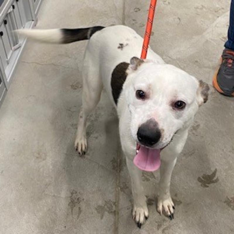 Jefferson County Animal Control Adoption Search Results