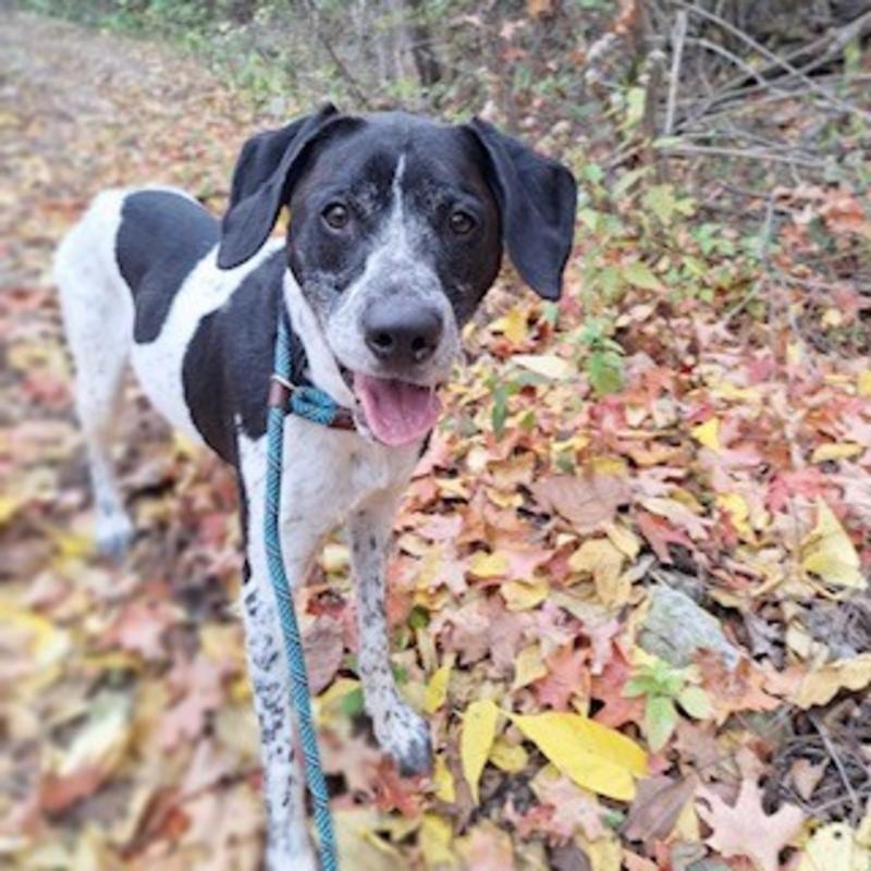 Jefferson County Animal Control Adoption Search Results