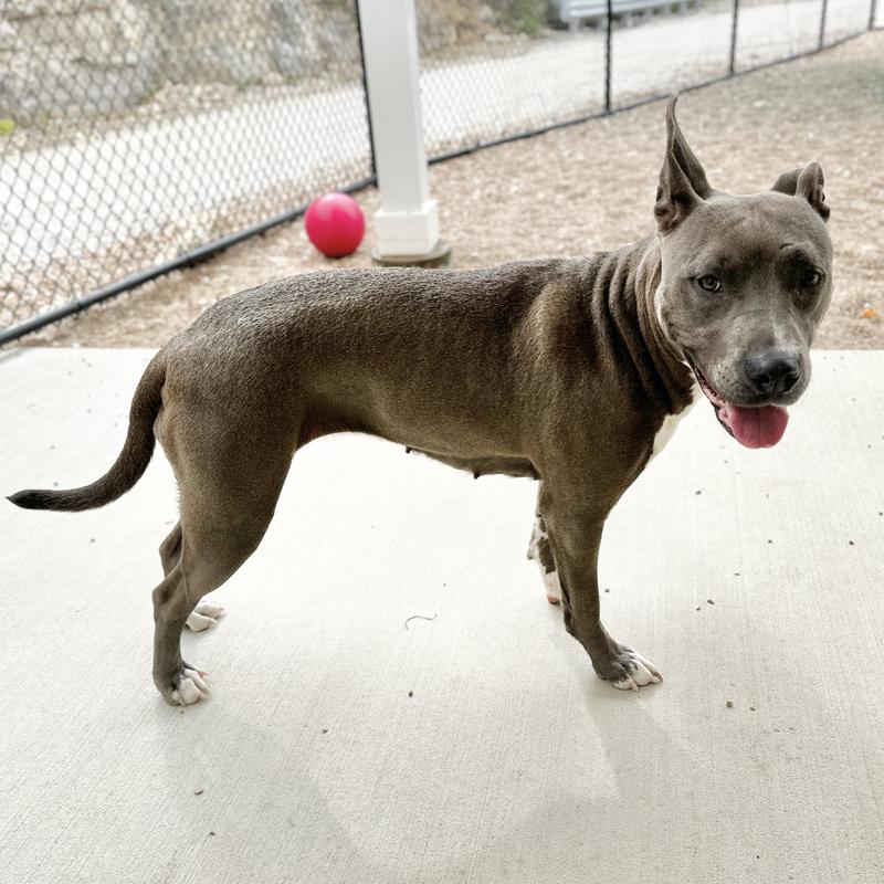 Jefferson County Animal Control Adoption Search Results