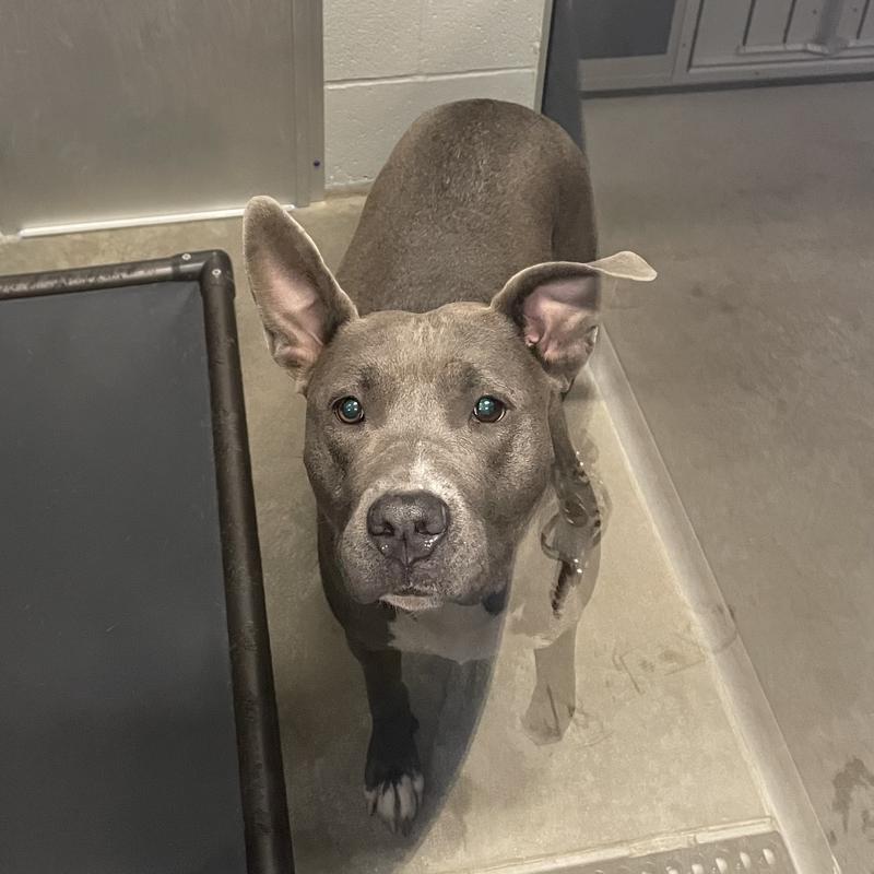 Jefferson County Animal Control Adoption Search Results