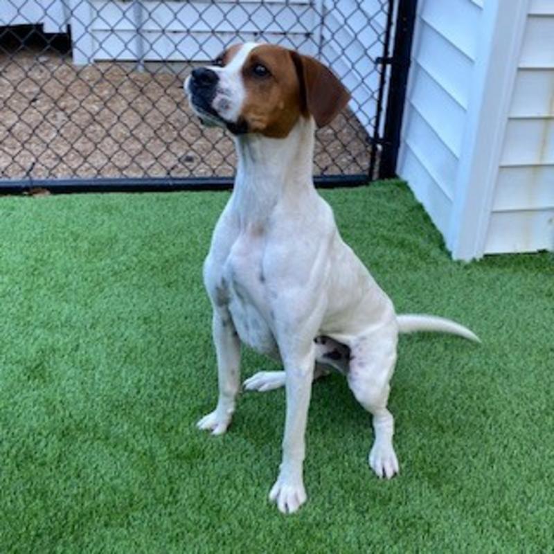 Jefferson County Animal Control Adoption Search Results