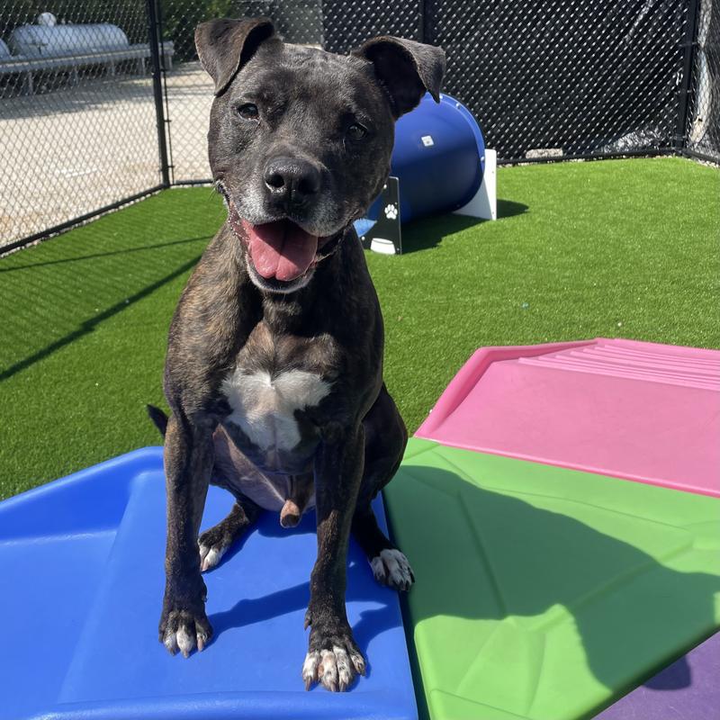 Jefferson County Animal Control Adoption Search Results