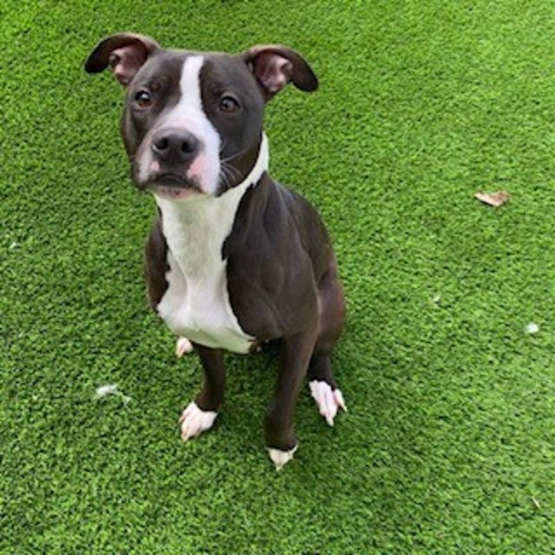 Jefferson County Animal Control Adoption Search Results