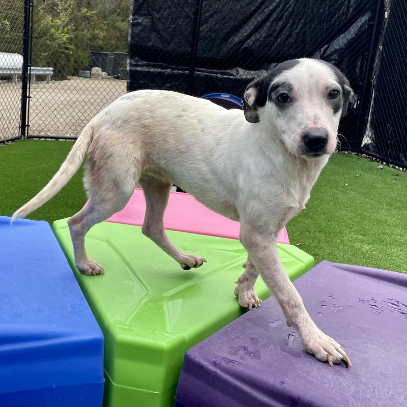 Jefferson County Animal Control Adoption Search Results