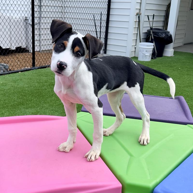 Jefferson County Animal Control Adoption Search Results