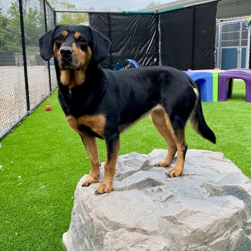 Jefferson County Animal Control Adoption Search Results