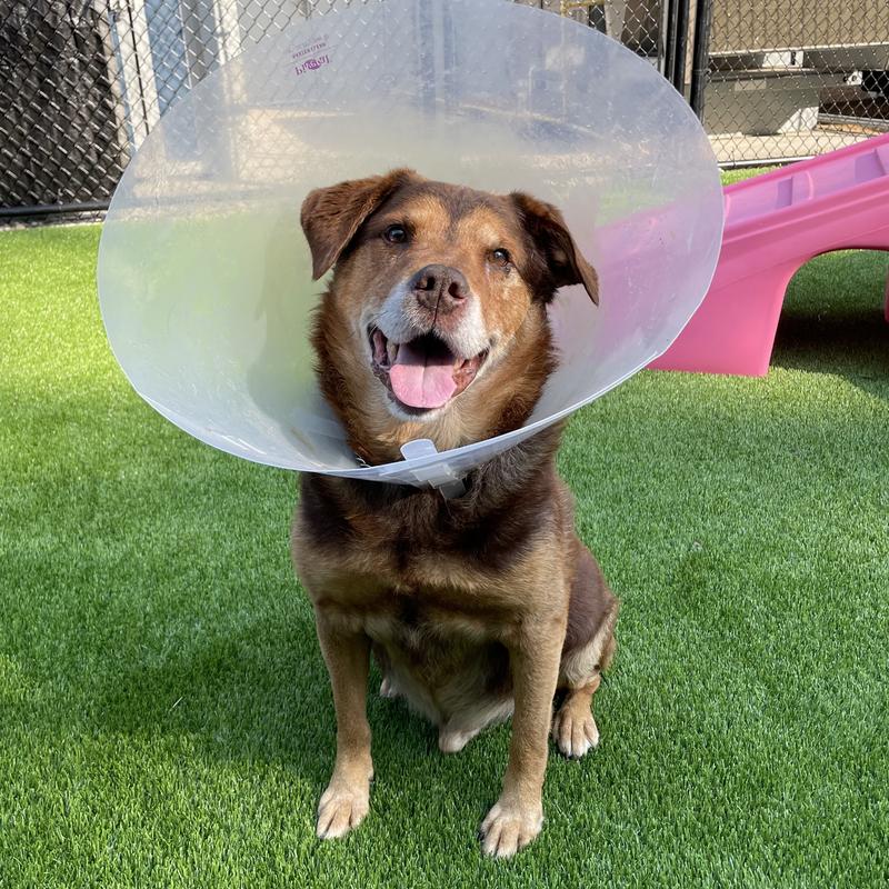 Jefferson County Animal Control Adoption Search Results