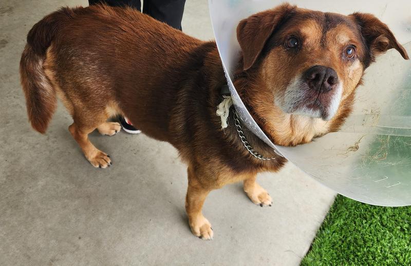 Jefferson County Animal Control Adoption Search Results