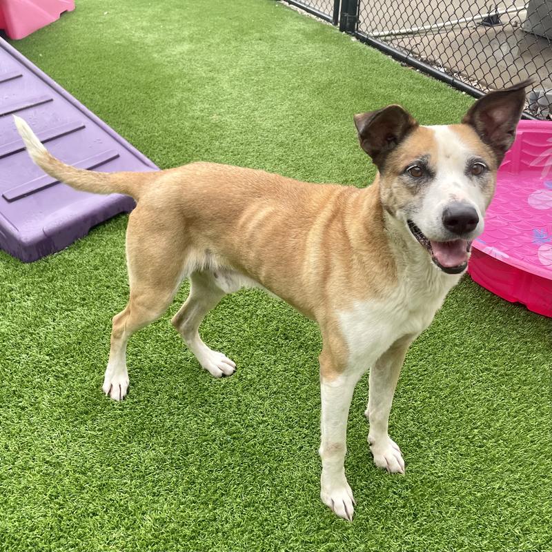 Jefferson County Animal Control Adoption Search Results