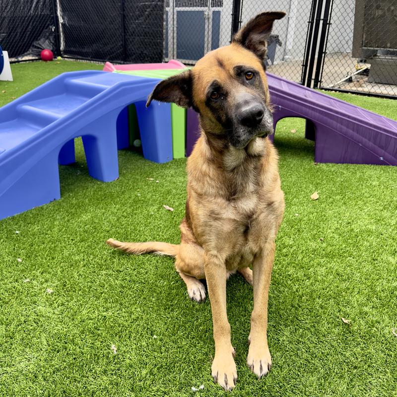 Jefferson County Animal Control Adoption Search Results