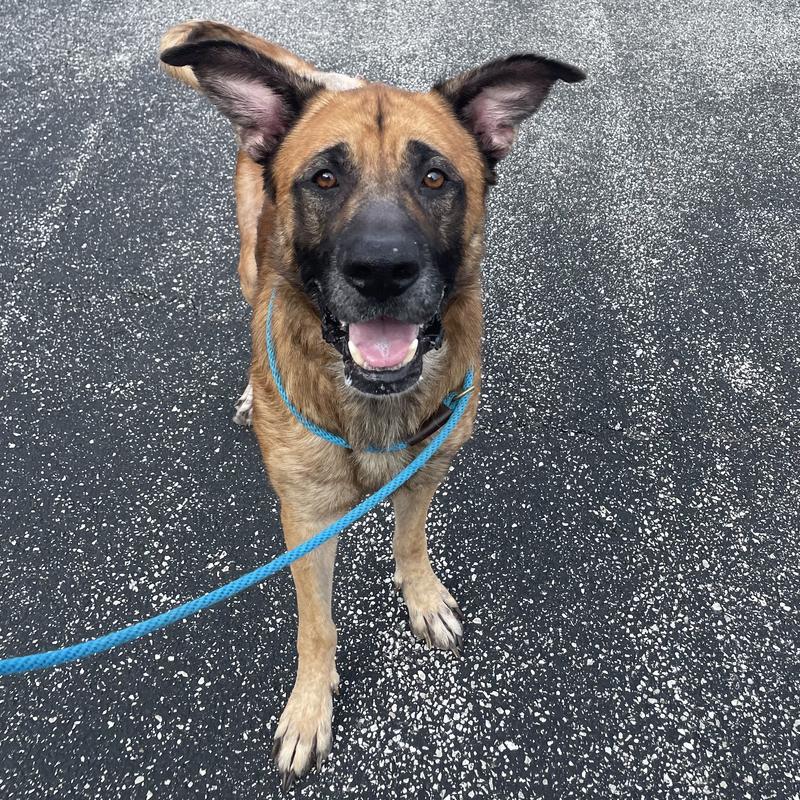 Jefferson County Animal Control Adoption Search Results