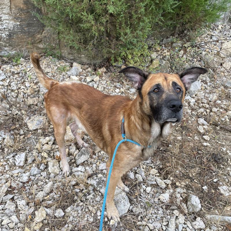 Jefferson County Animal Control Adoption Search Results