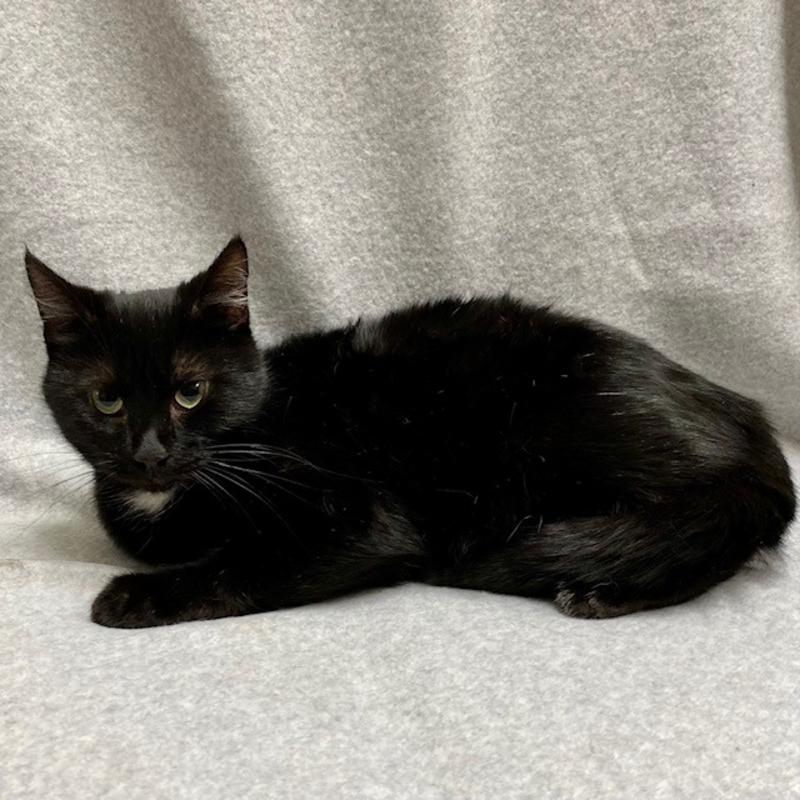 Jefferson County Animal Control Adoption Search Results