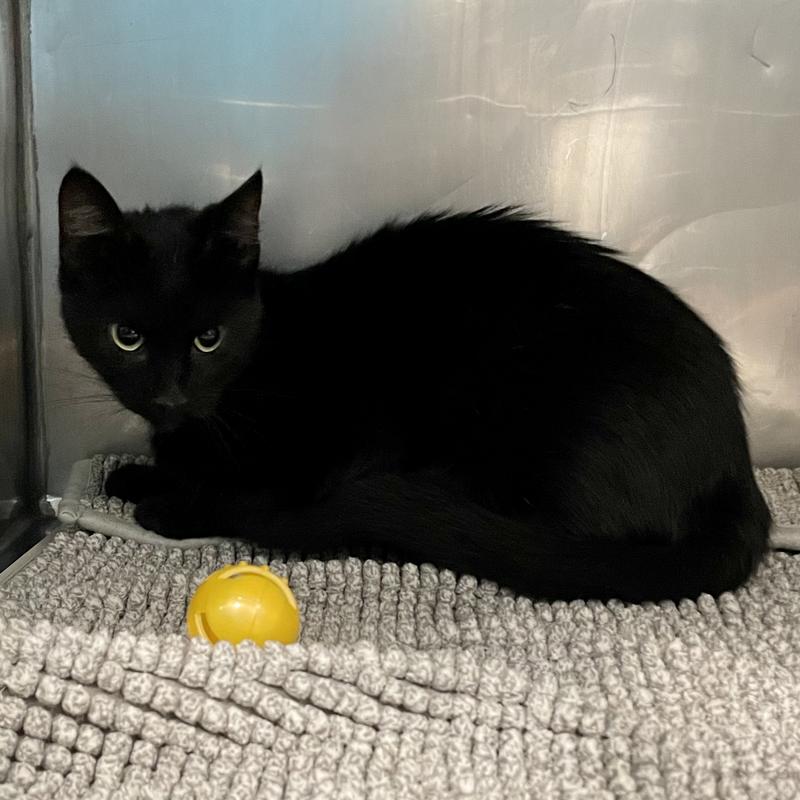 Jefferson County Animal Control Adoption Search Results