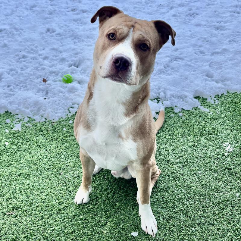 Jefferson County Animal Control Adoption Search Results