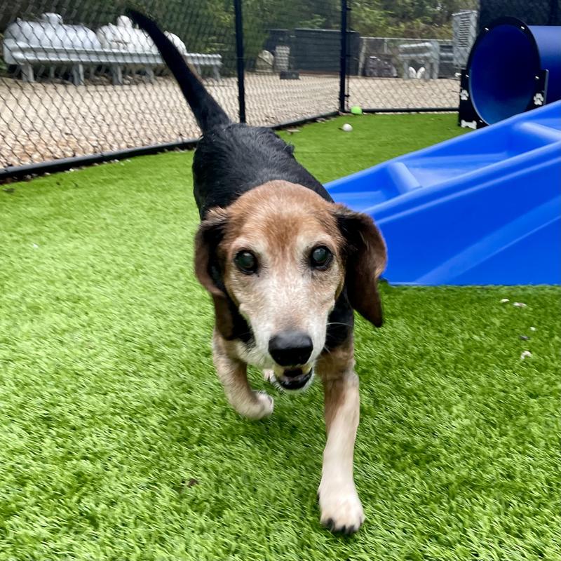 Jefferson County Animal Control Adoption Search Results