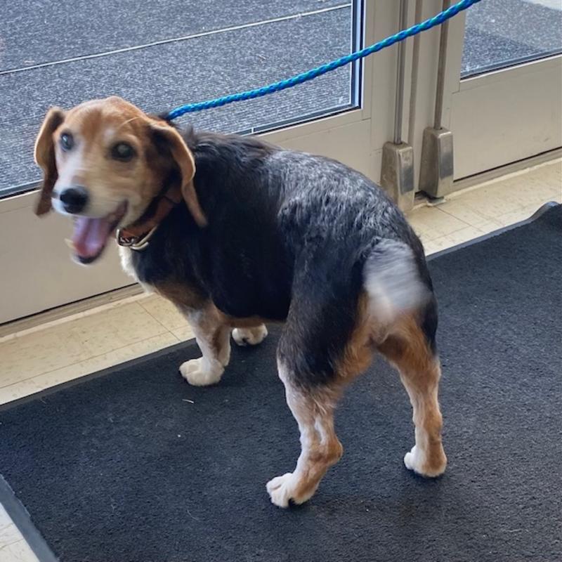 Jefferson County Animal Control Adoption Search Results