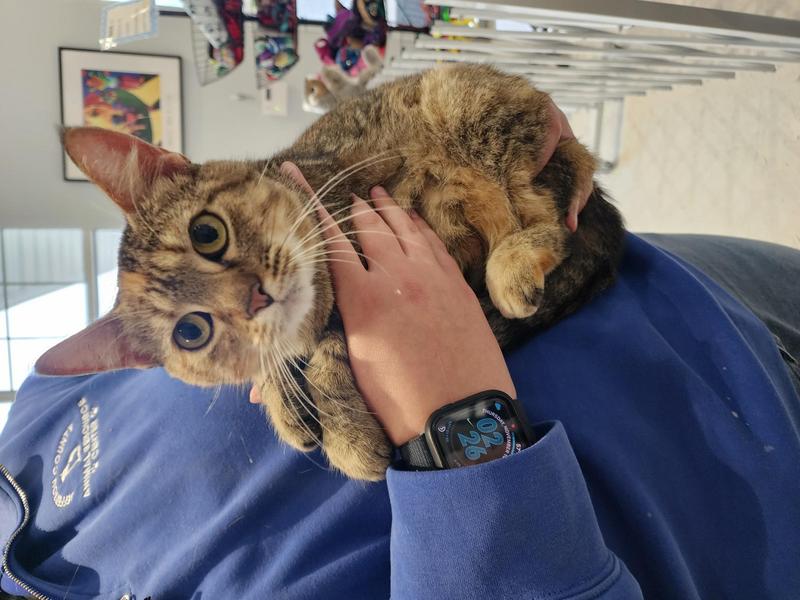 Jefferson County Animal Control Adoption Search Results