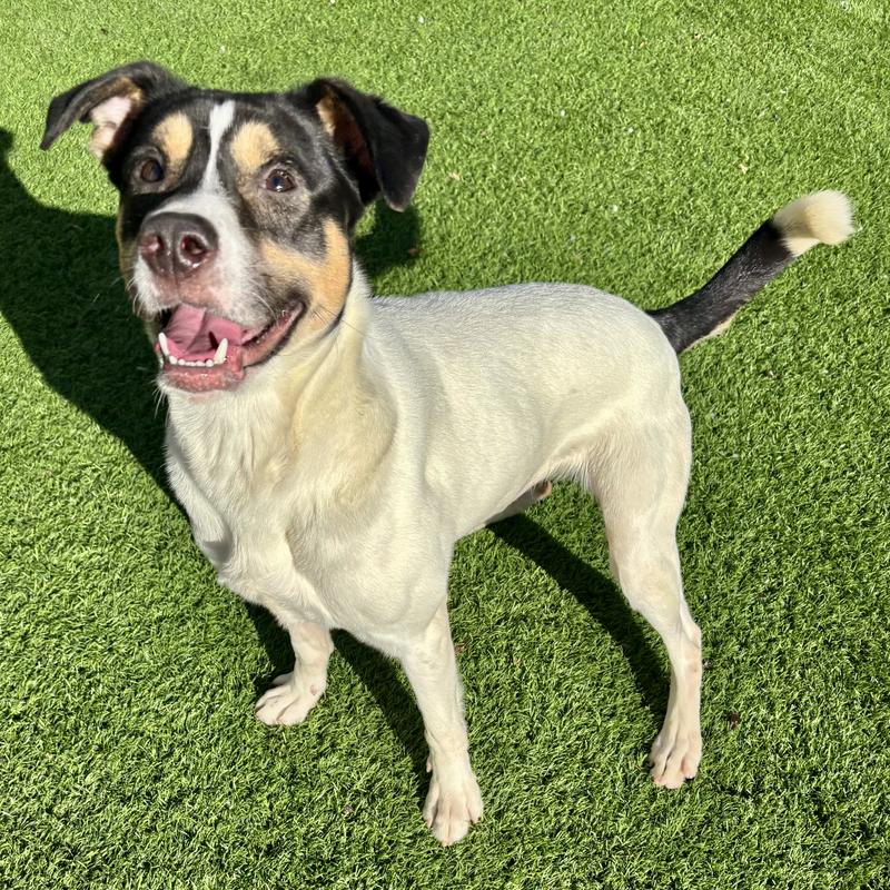 Jefferson County Animal Control Adoption Search Results