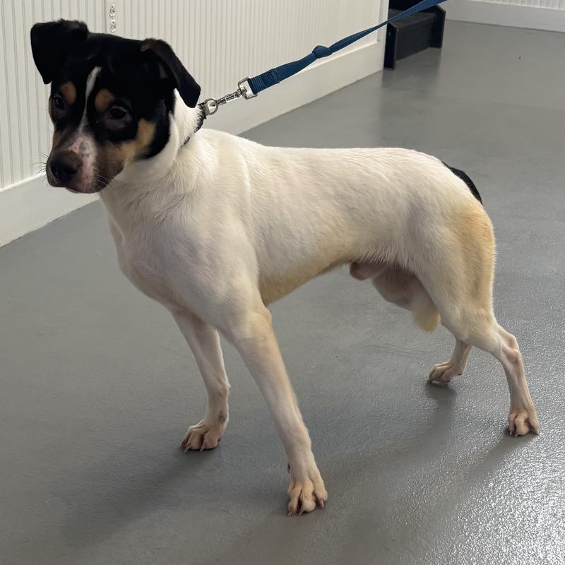 Jefferson County Animal Control Adoption Search Results