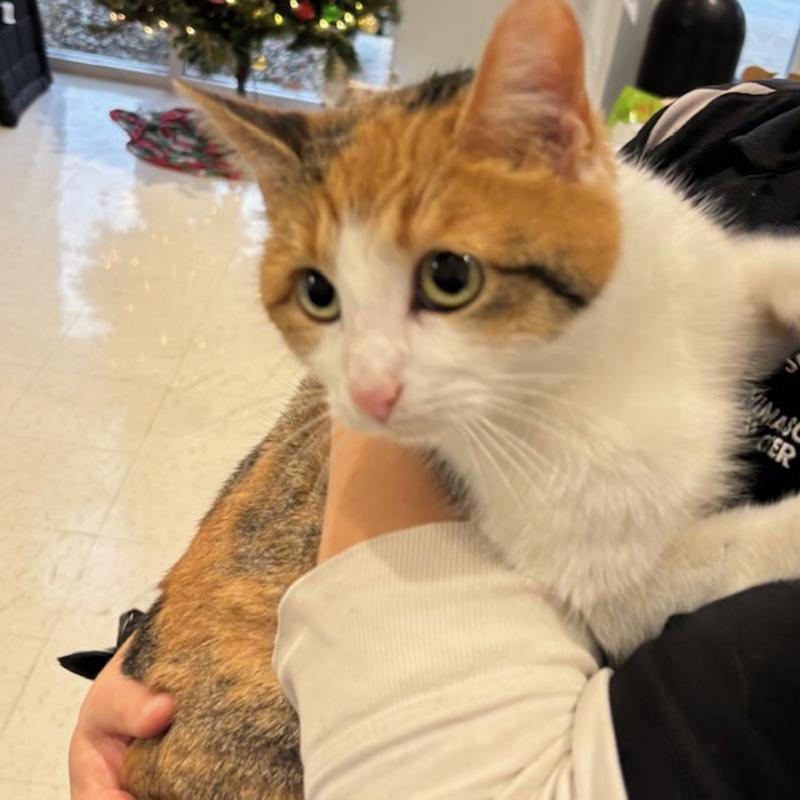 Jefferson County Animal Control Adoption Search Results