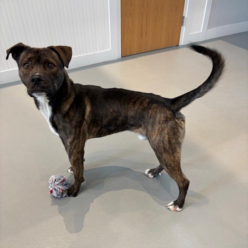 Jefferson County Animal Control Adoption Search Results