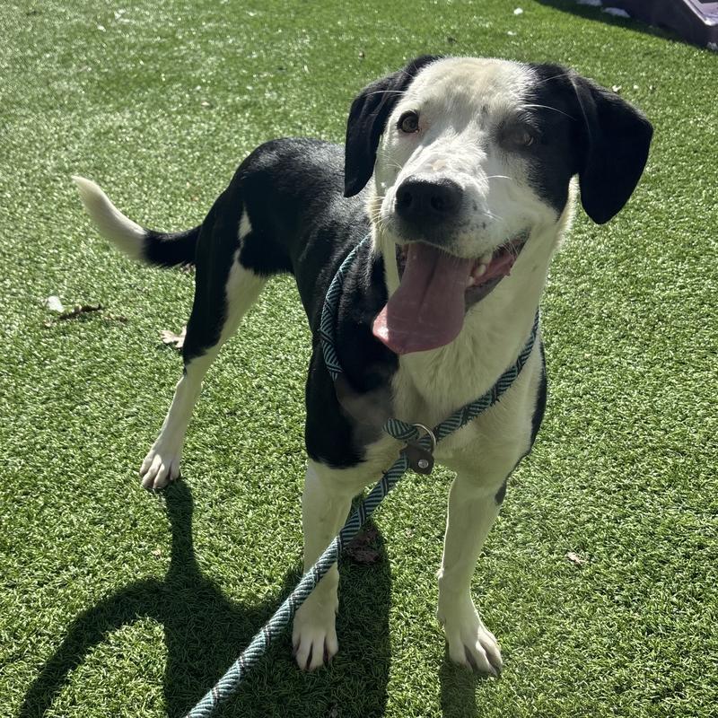 Jefferson County Animal Control Adoption Search Results