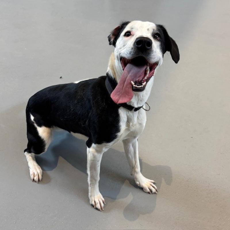 Jefferson County Animal Control Adoption Search Results