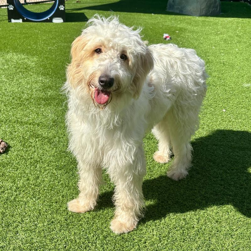 Jefferson County Animal Control Adoption Search Results