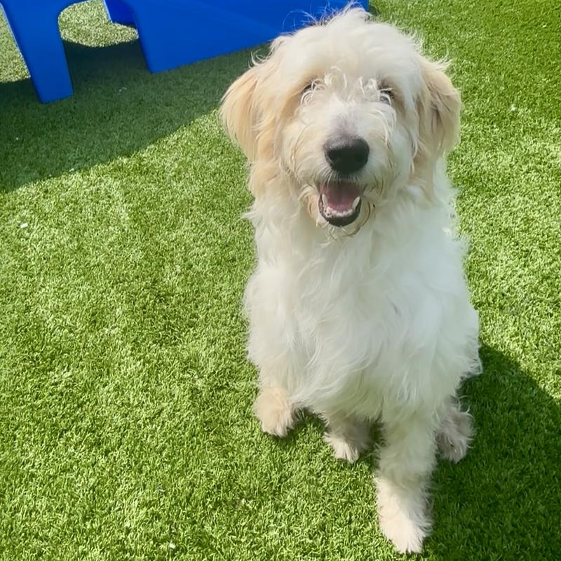 Jefferson County Animal Control Adoption Search Results