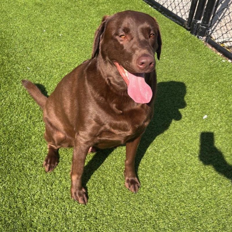 Jefferson County Animal Control Adoption Search Results