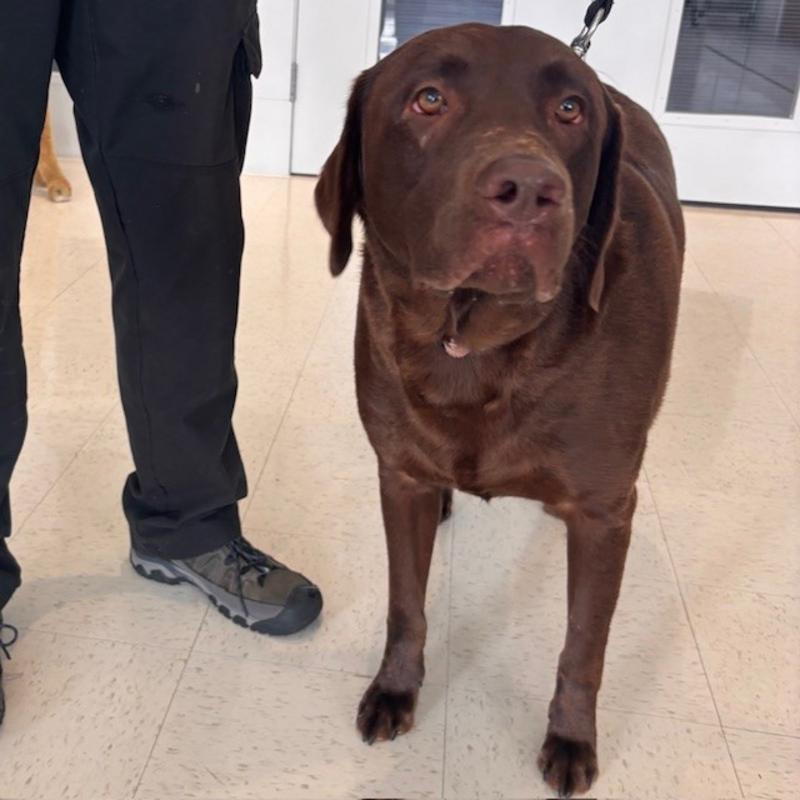 Jefferson County Animal Control Adoption Search Results