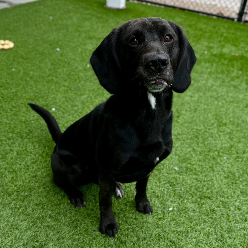 Jefferson County Animal Control Adoption Search Results