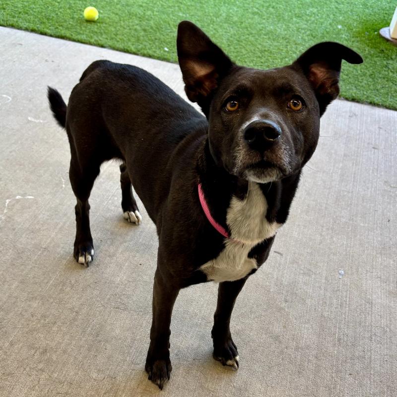 Jefferson County Animal Control Adoption Search Results